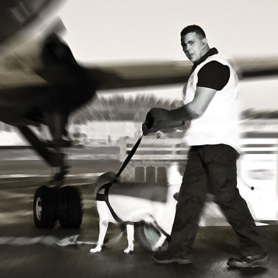 Explosive Detection Unit - Bomb Dogs, Sniffer Dogs, Explosives ...